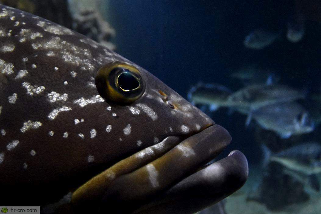 Akvarij Pula | HR-CRO - Hrvaška